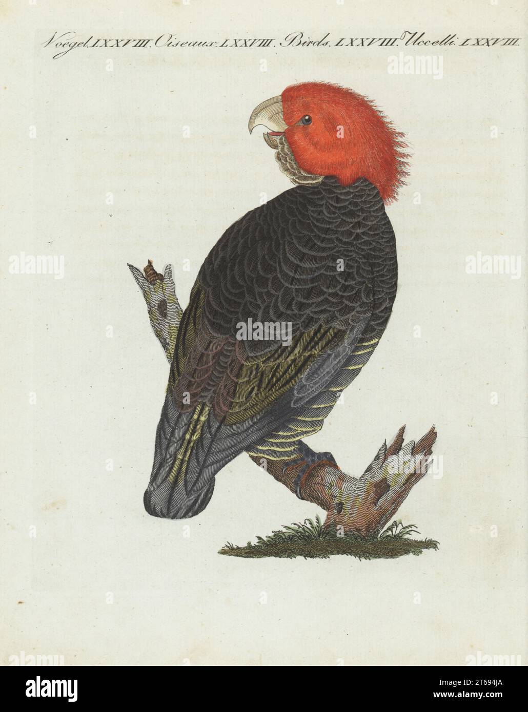 Gang-gang cockatoo, Callocephalon fimbriatum. Vulnerable. As fringe ...