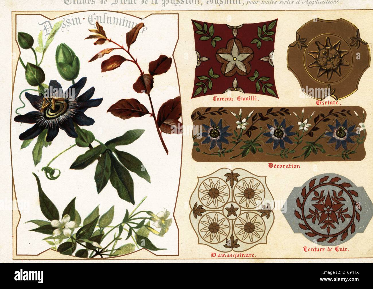 Images of jasmine and passionflower from manuscripts and their ...