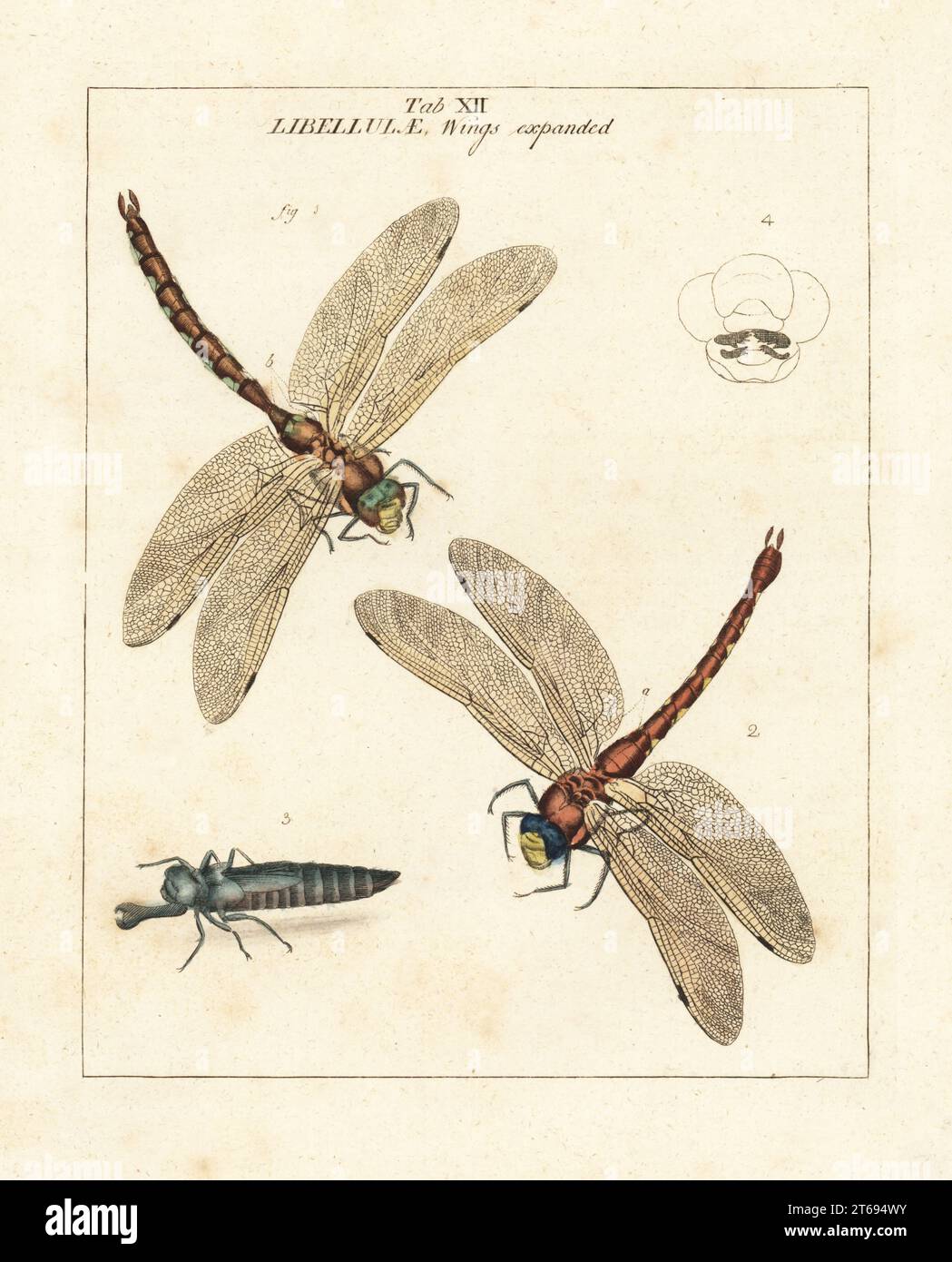 Exposition of english insects hi-res stock photography and images - Alamy