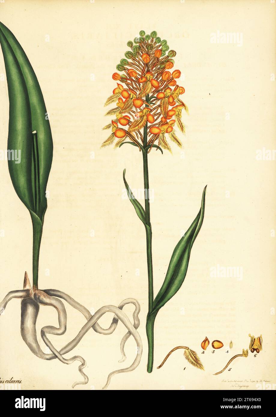 Yellow fringed orchid, Platanthera ciliaris. Fringed orchis, Orchis ...