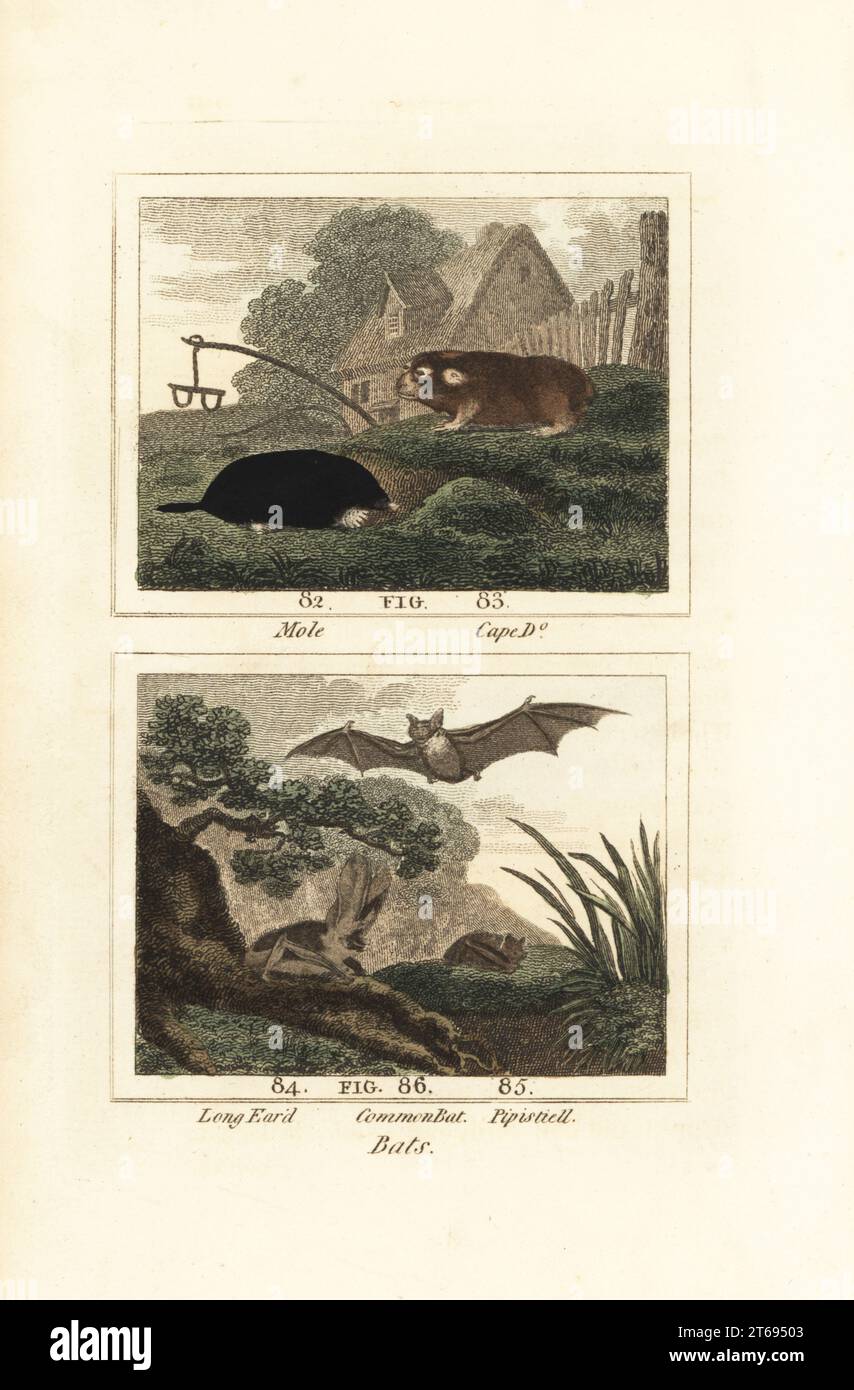 European mole, Talpa europaea 82, Cape mole-rat, Georychus capensis 83 ...