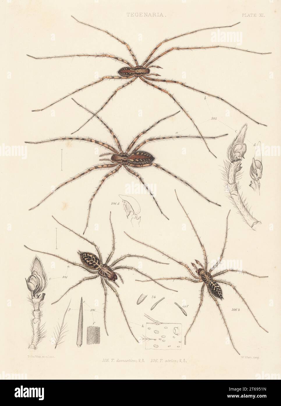 Spiders anatomy hi-res stock photography and images - Alamy