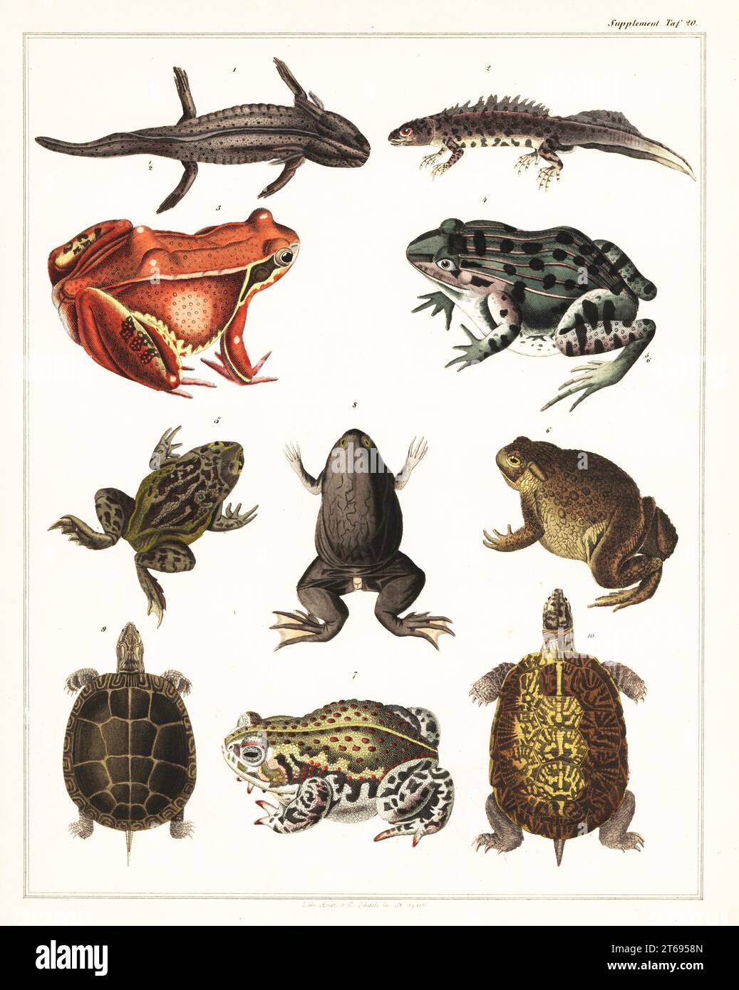 Varieties of amphibians, frogs, toads, painted turtle, box turtle ...