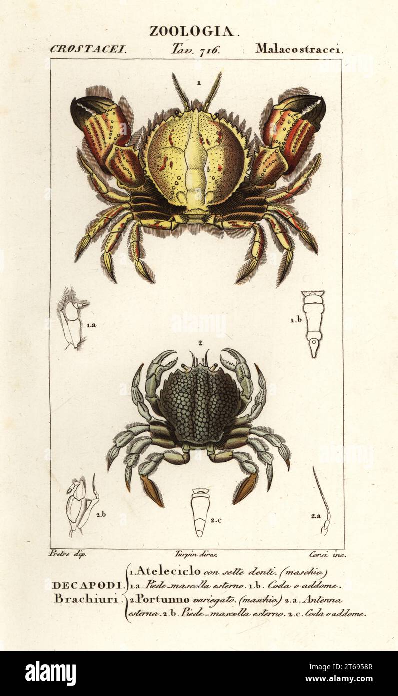 Circular crab, Atelecyclus rotundatus 1, and swimming crab, Portumnus ...