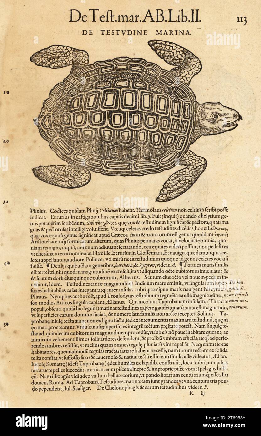 Species of sea turtle, possibly the loggerhead sea turtle, Caretta ...