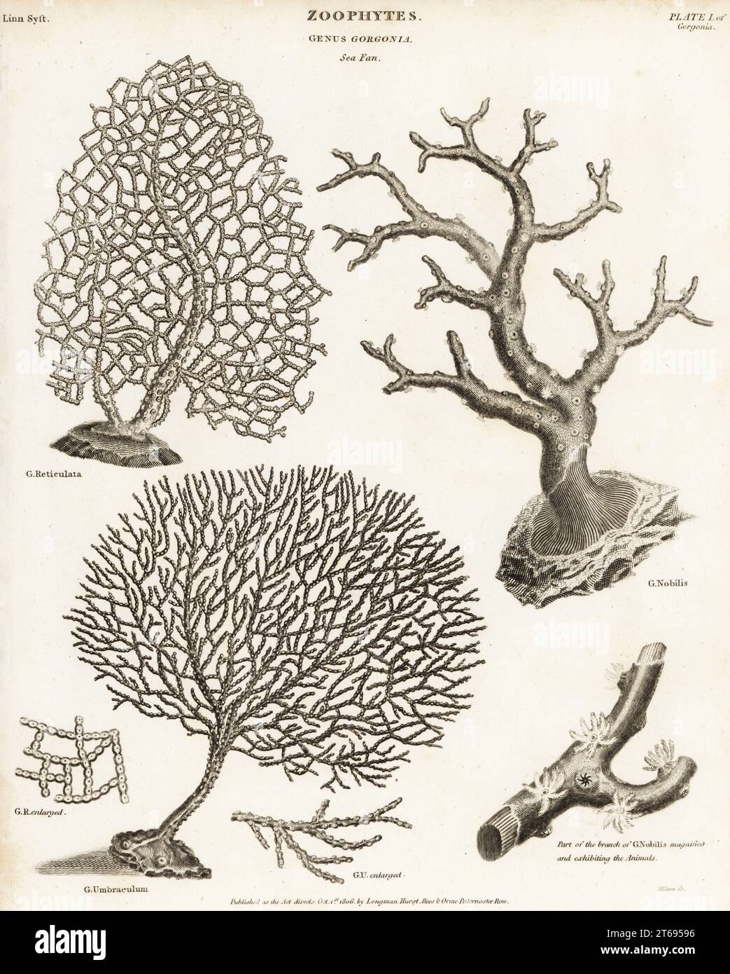 Verrucella umbraculum hi-res stock photography and images - Alamy