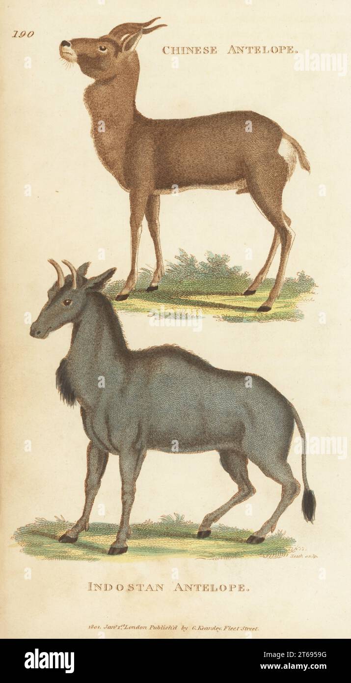 Mongolian gazelle or dzeren, Procapra gutturosa, and nilgai, Boselaphus ...