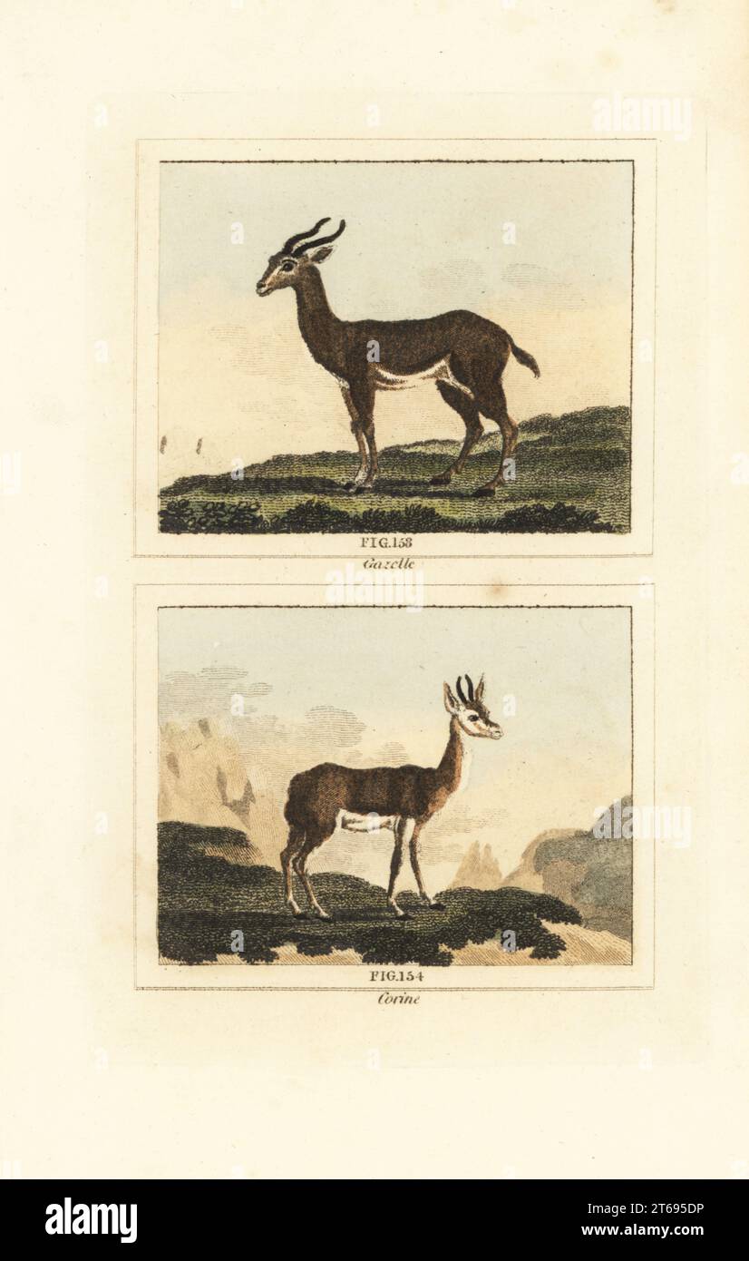 Dorcas gazelle, Gazella dorcas 153, and Senegalese corine (possibly the ...