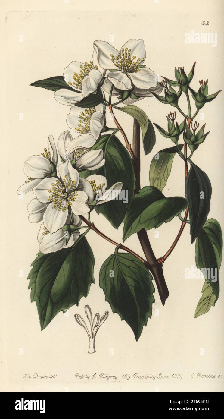 Lewis' mock-orange, mock-orange, Gordon's mockorange, wild mockorange ...