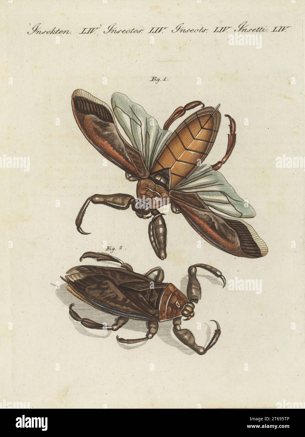 Great water-scorpion or aquatick bug of Surinam, Nepa grandis. Giant ...