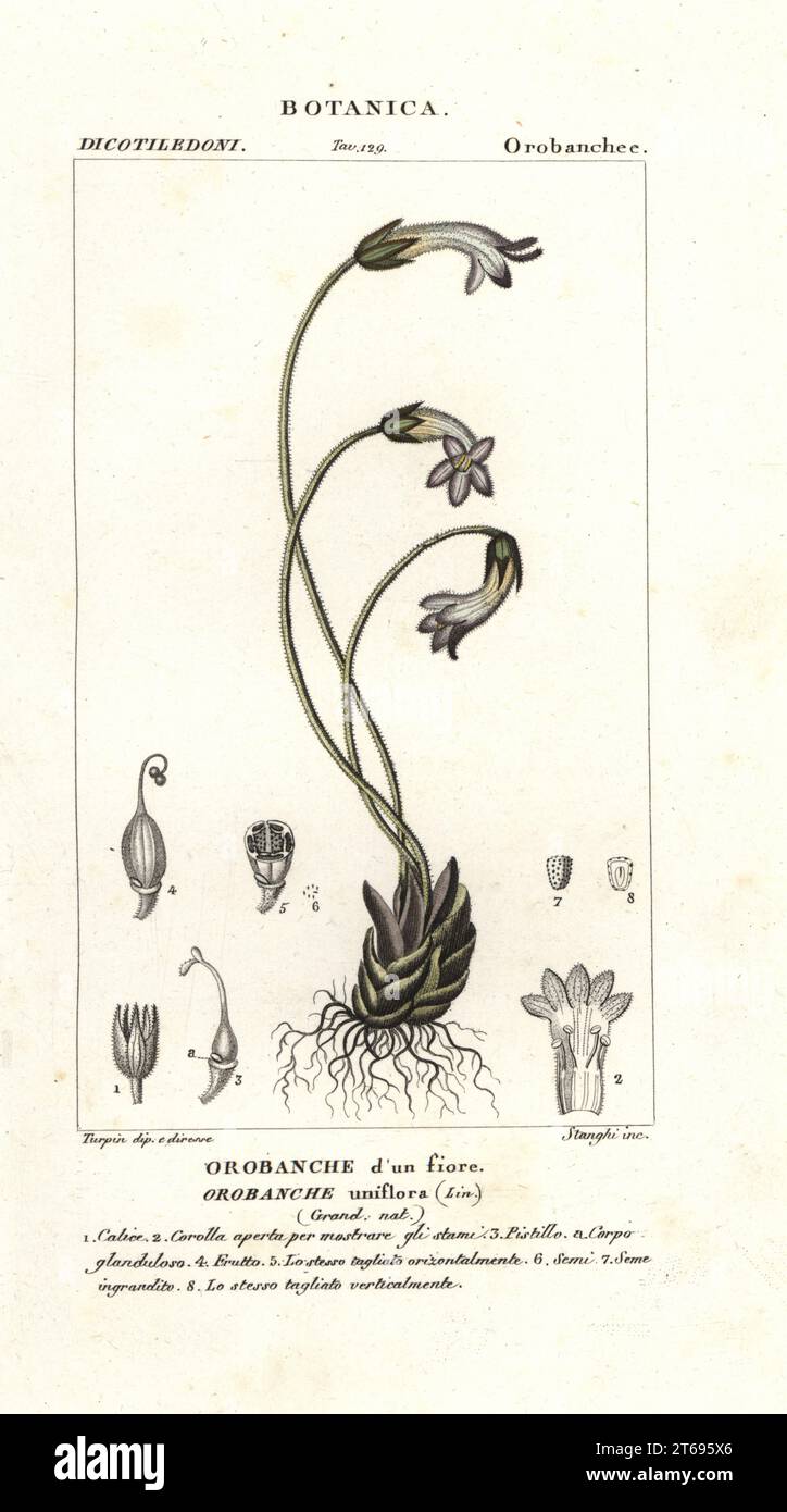 One-flowered broomrape, Orobanche uniflora. Handcoloured copperplate ...