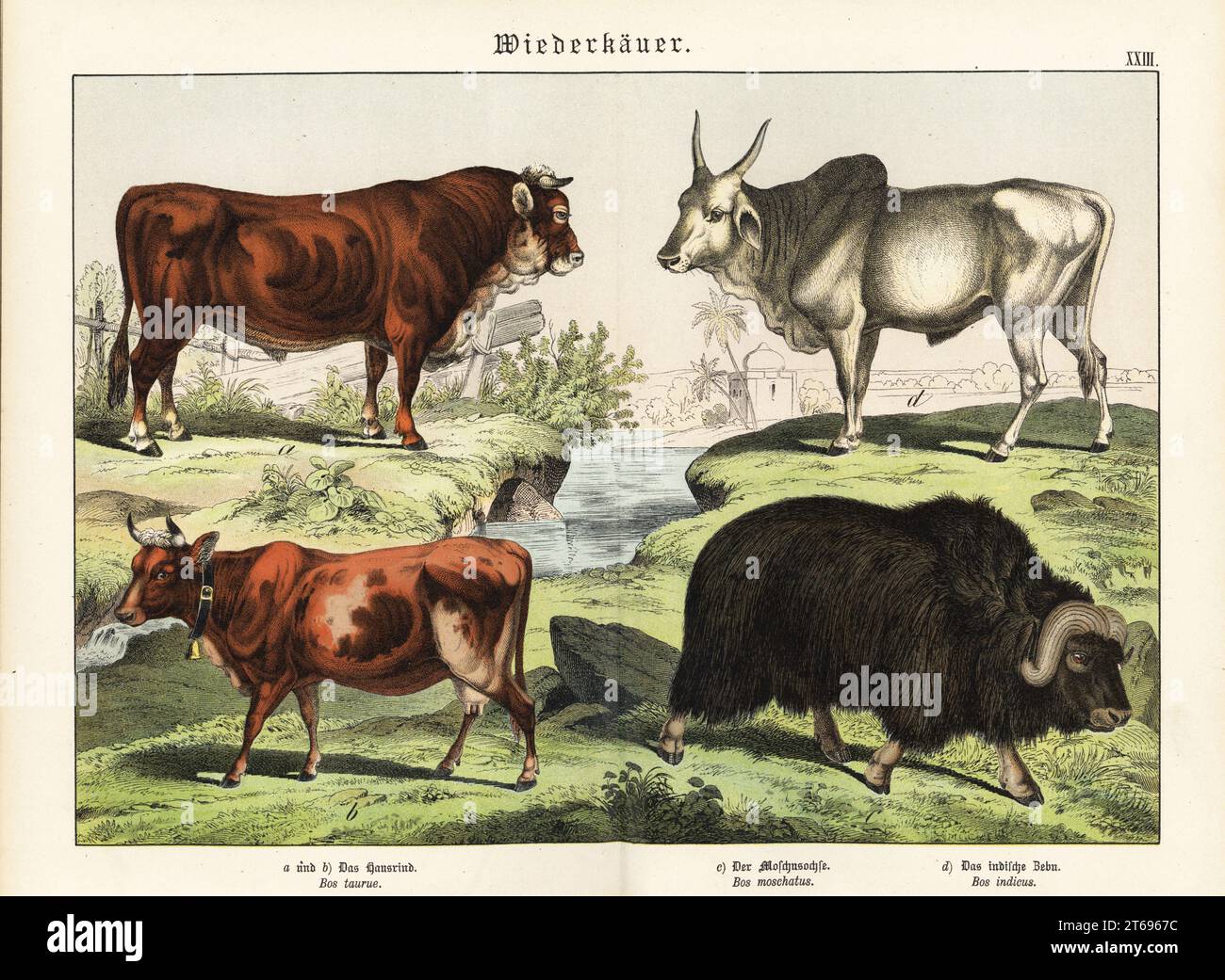 Bull and dairy cow, Bos taurus, muskox, Ovibos moschatus, and zebu, Bos ...