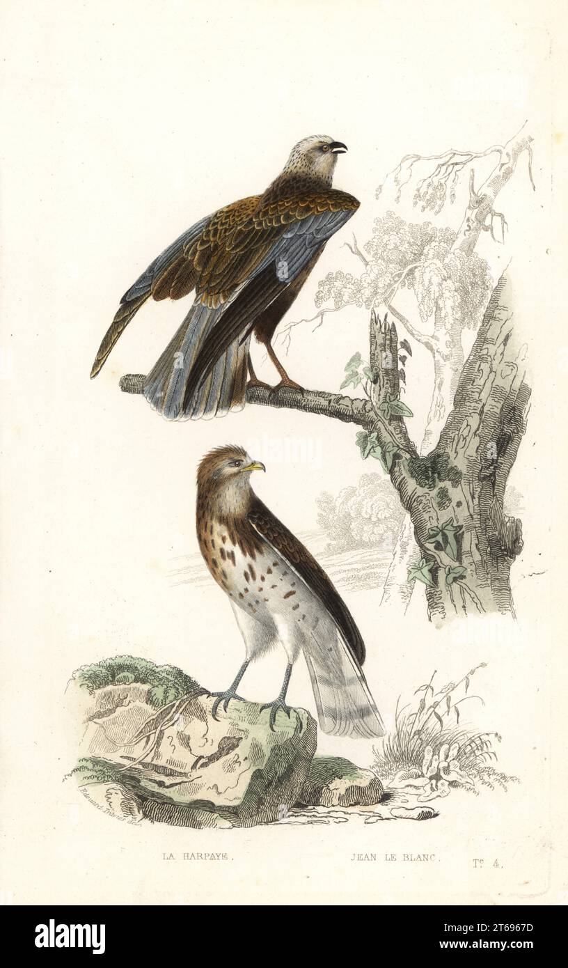 Western marsh harrier, Circus aeruginosus, and short-toed snake eagle ...