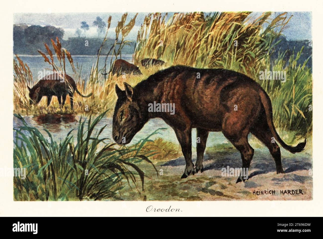 Merycoidodon, extinct genus of a herbivorous artiodactyl, late Eocene ...