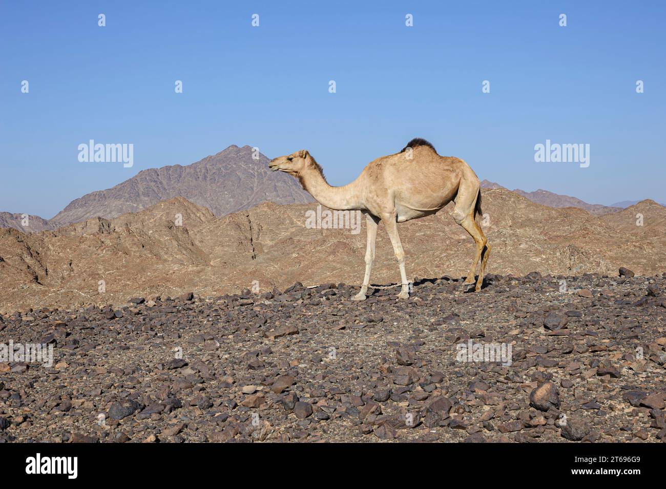 A camel with his front legs tied walks in a mountainous landscape in ...