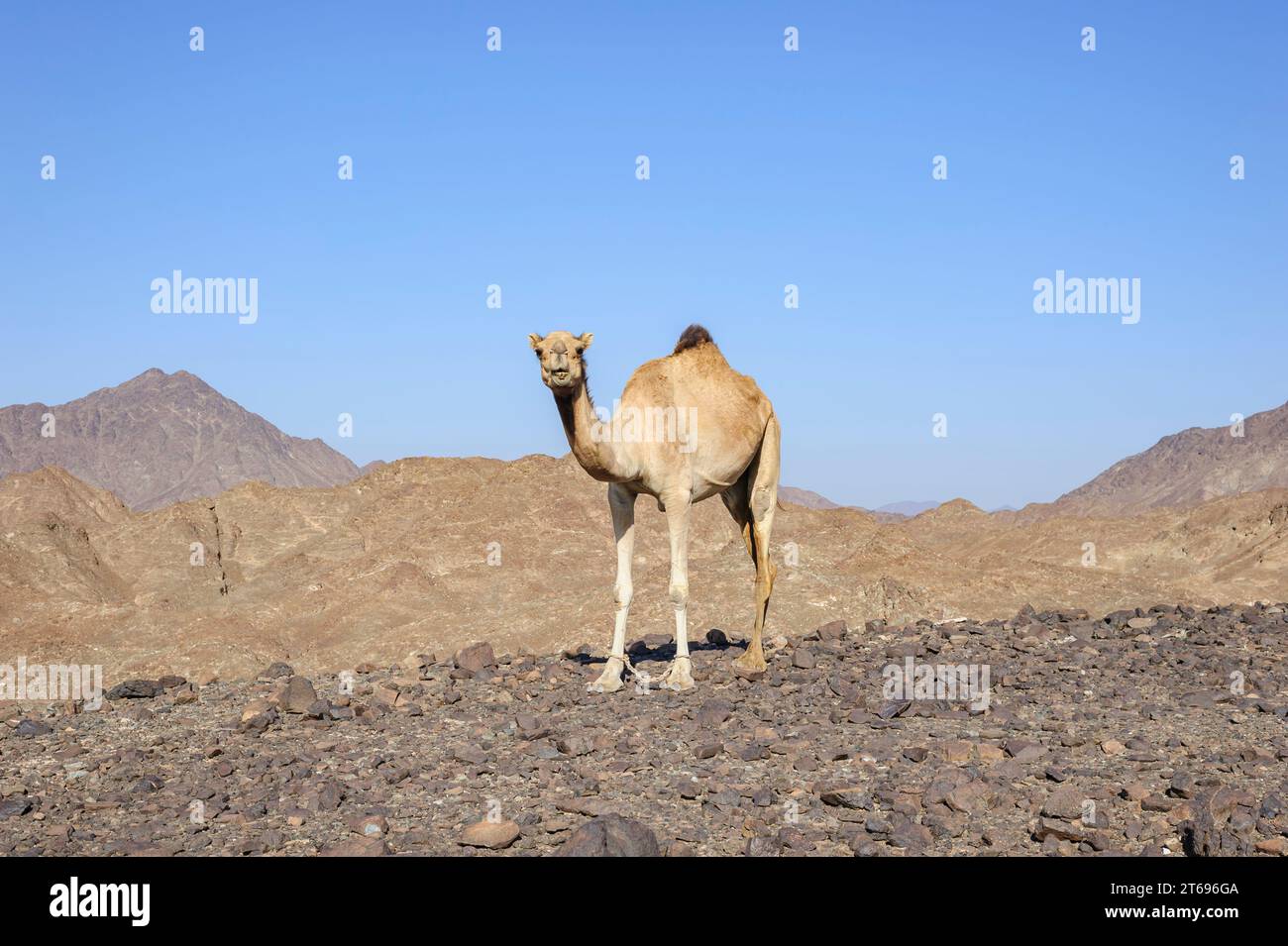 A camel with his front legs tied look at the camera in a mountainous ...