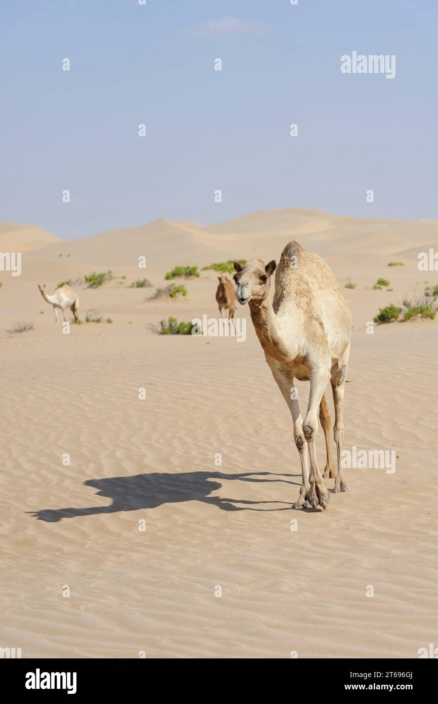 Camel walking in the desert of the United Arab Emirates, vertical view ...