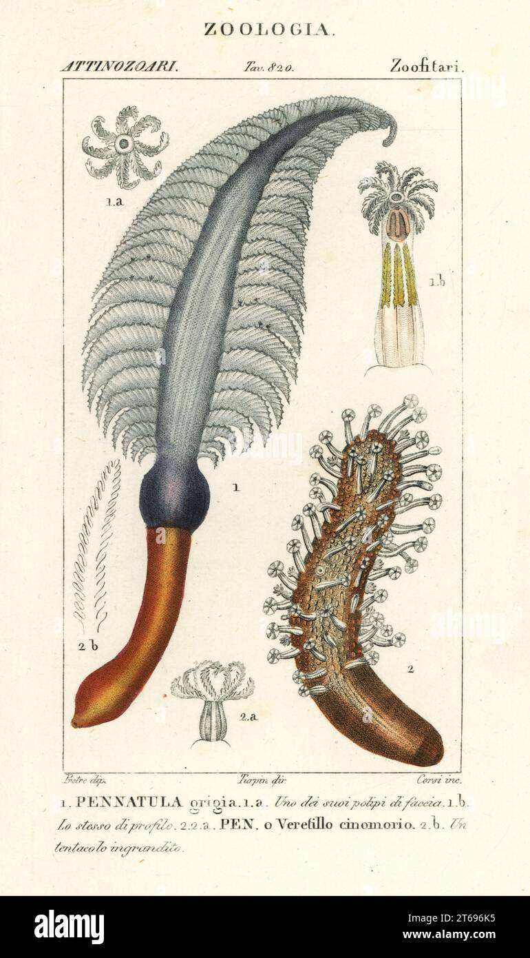 Sea pen species. Pteroeides griseum 1, and Veretillum cynomorium 2 ...
