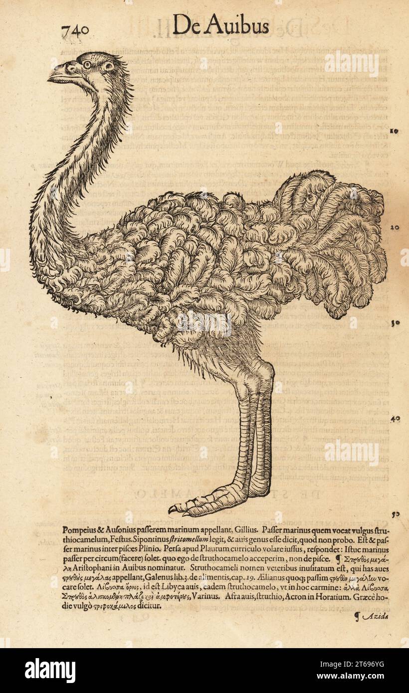 De avibus afra avis hi-res stock photography and images - Alamy