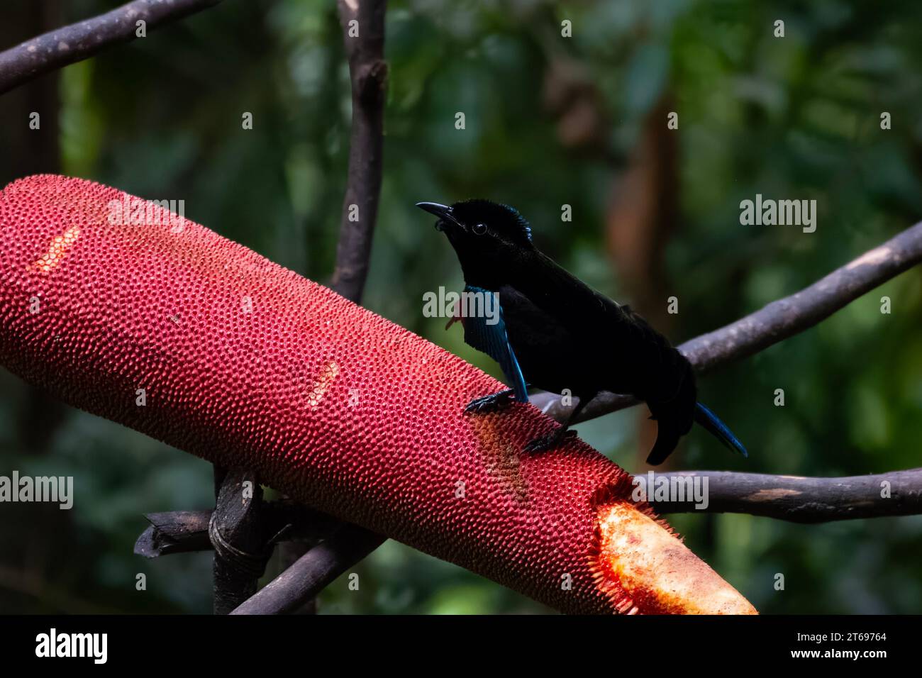 Male Vogelkop Lophorina or Lophorina niedda is a species of bird in the ...