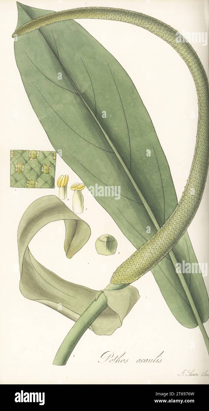 Anthurium acaule. Native to the Lesser Antilles, introduced to England ...