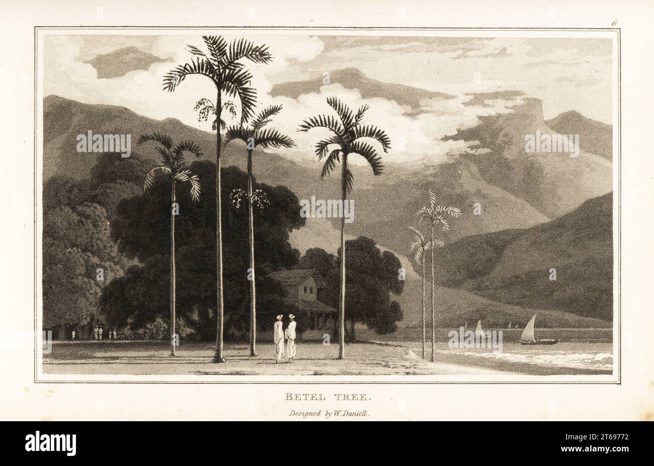 Betel nut palm trees, Areca catechu, growing on a Pacific ocean or ...