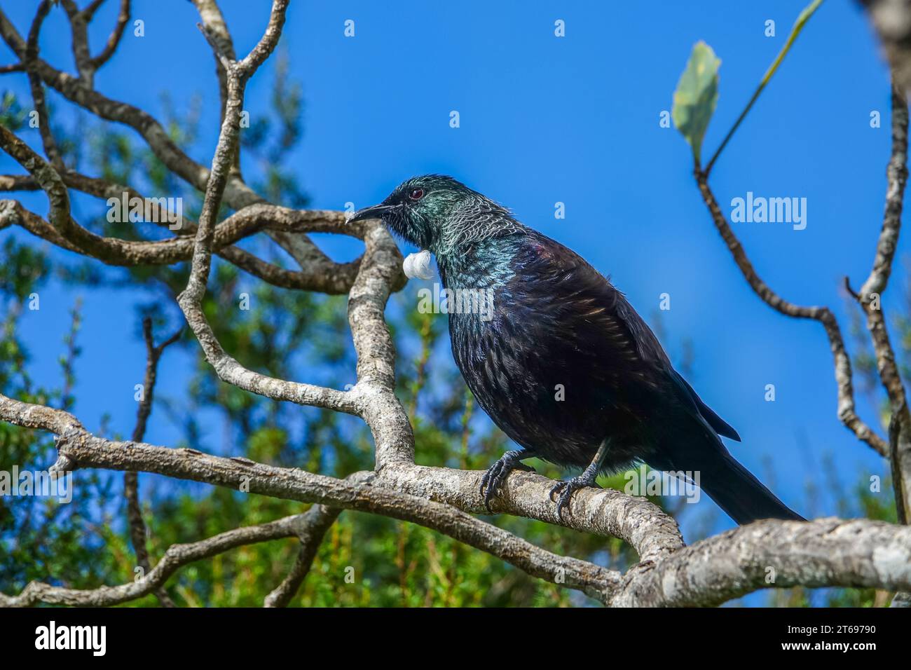 Tui birds hi-res stock photography and images - Alamy