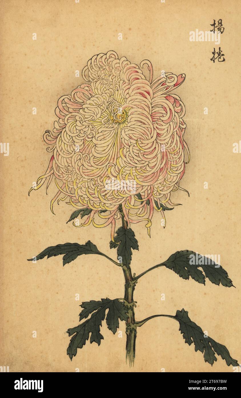 Hybrid white and pink quill chrysanthemum, Chrysanthemum indicum ...