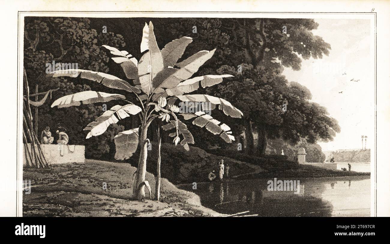 Banana tree, Musa × paradisiaca, on a tropical coast. Aquatint drawn ...