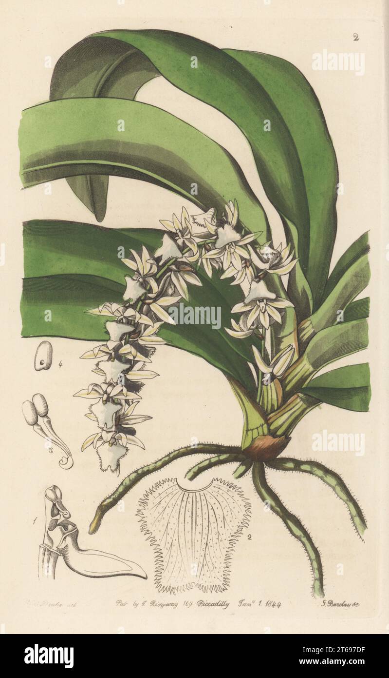 Diaphananthe pellucida orchid. Transparent angrec, Angraecum pellucidum ...