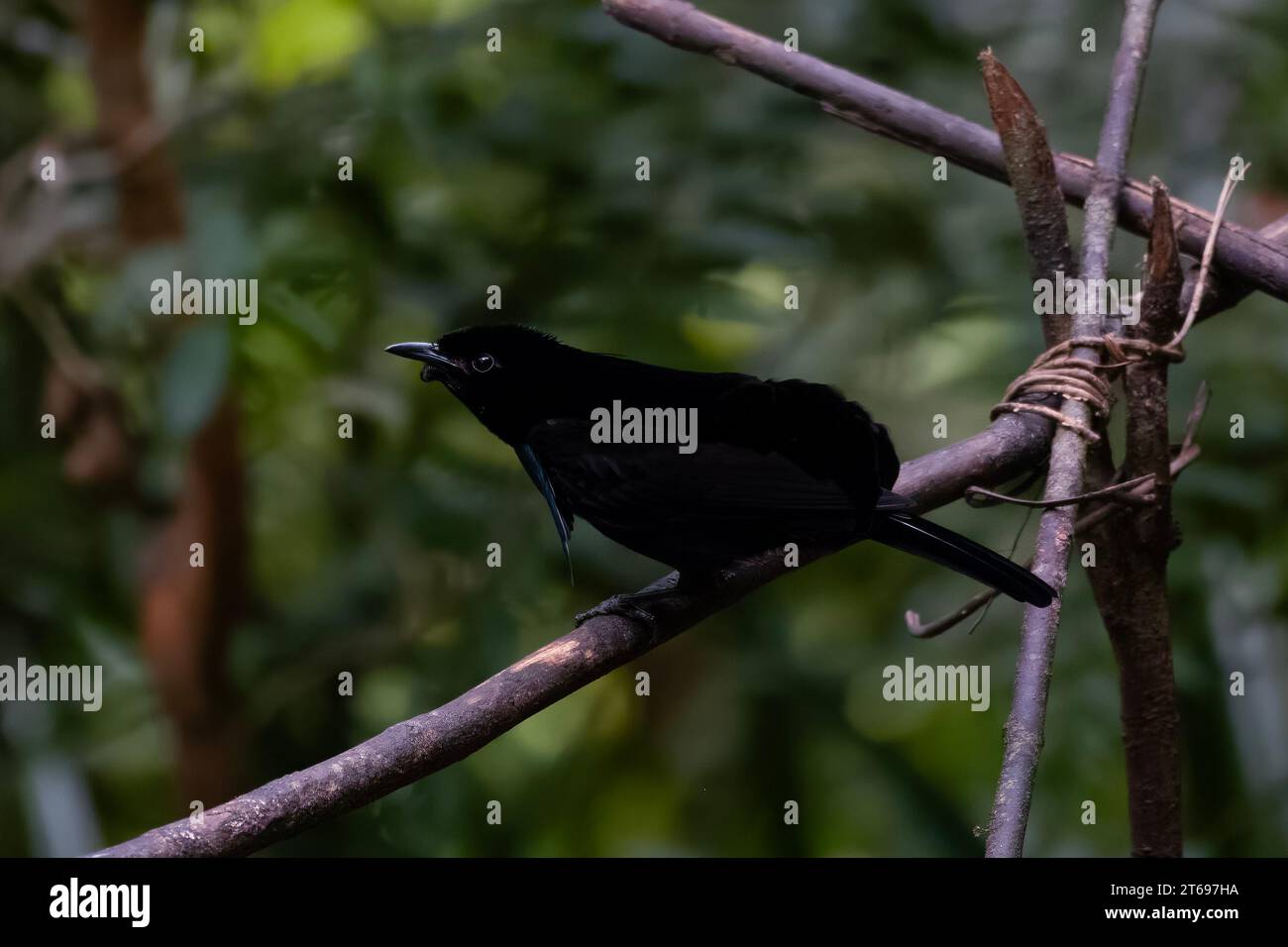 Male Vogelkop Lophorina or Lophorina niedda is a species of bird in the family Paradisaeidae. It ...