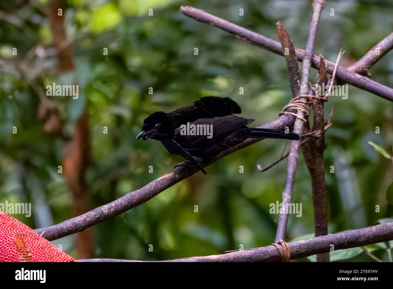 Male Vogelkop Lophorina or Lophorina niedda is a species of bird in the ...