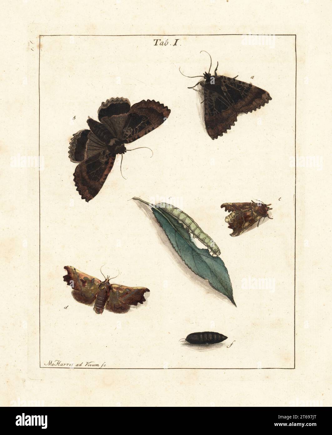 The old lady or black underwing moth, Mormo maura, male a and female b ...
