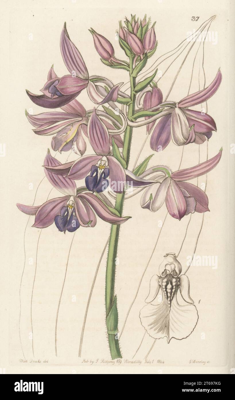 Calanthe orchid flower exotic hi-res stock photography and images - Alamy