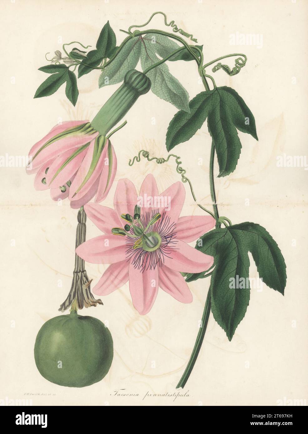 Poro poro or gulupa, Passiflora pinnatistipula. Endangered fruit ...