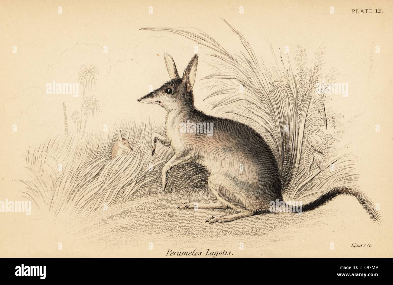 Greater bilby or rabbit-eared bandicoot, Macrotis lagotis. Endangered ...