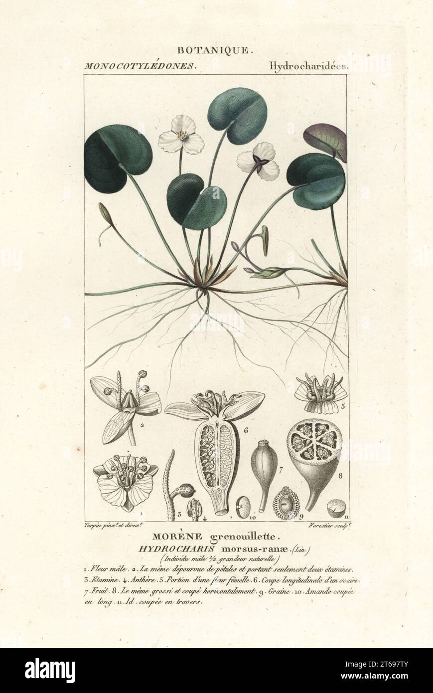 Common frogbit, Hydrocharis morsus-ranae, Morene grenouillette ...