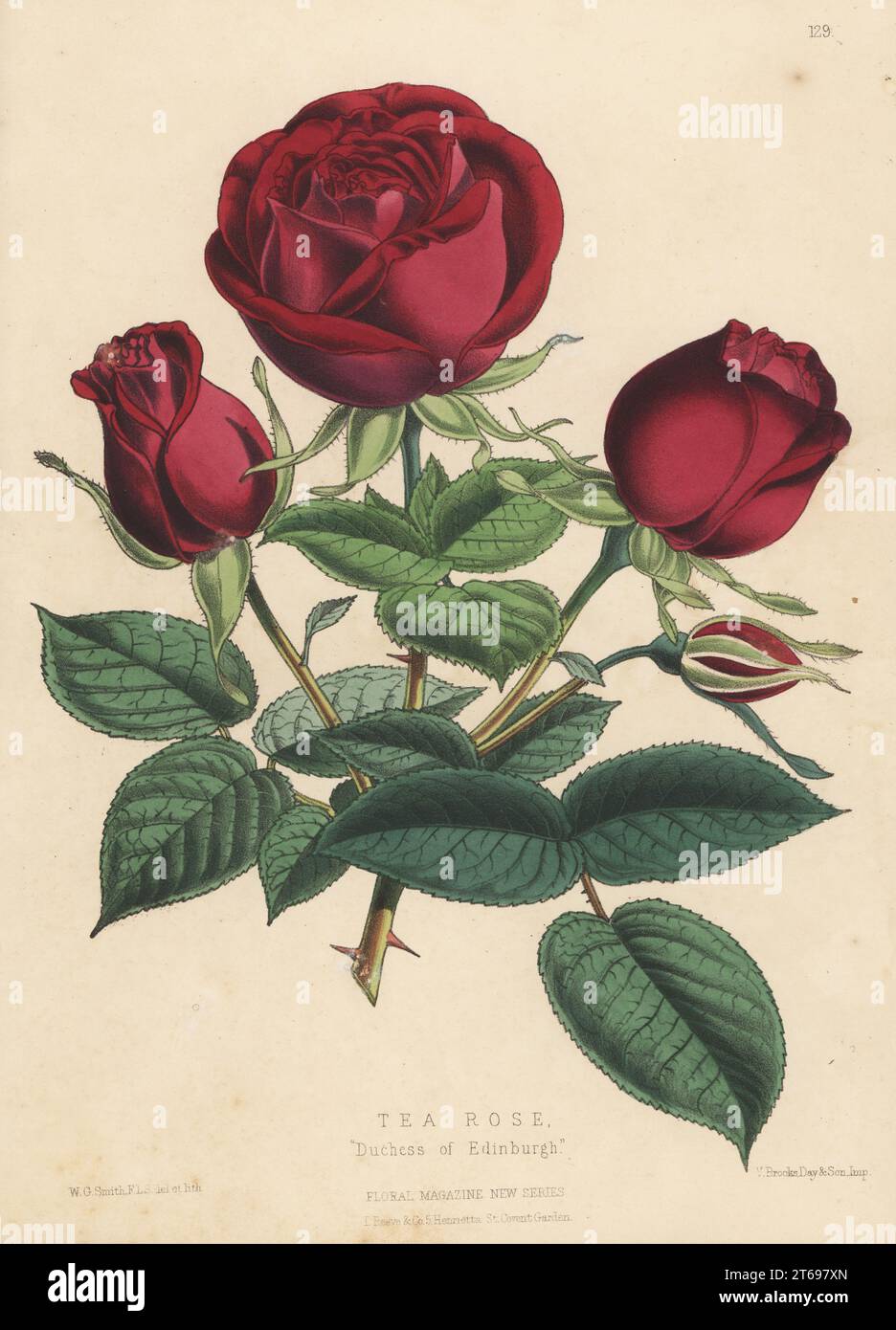 Tea rose hybrid, Duchess of Edinburgh. Prize-winning crimson tea rose ...