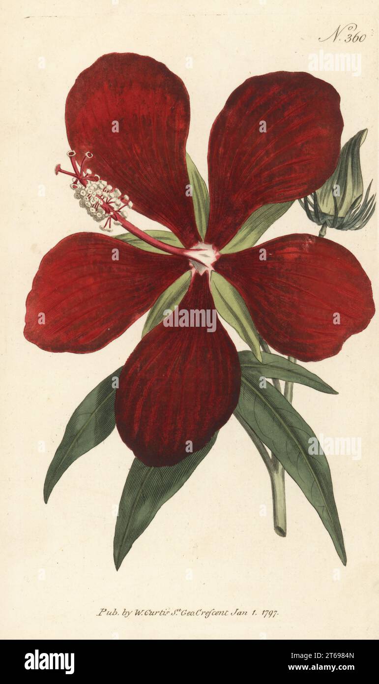 Superb hibiscus, Hibiscus speciosus. Ambiguous. Native of Carolina ...
