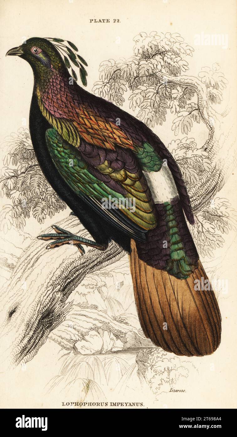Male himalayan monal pheasant hi-res stock photography and images - Alamy