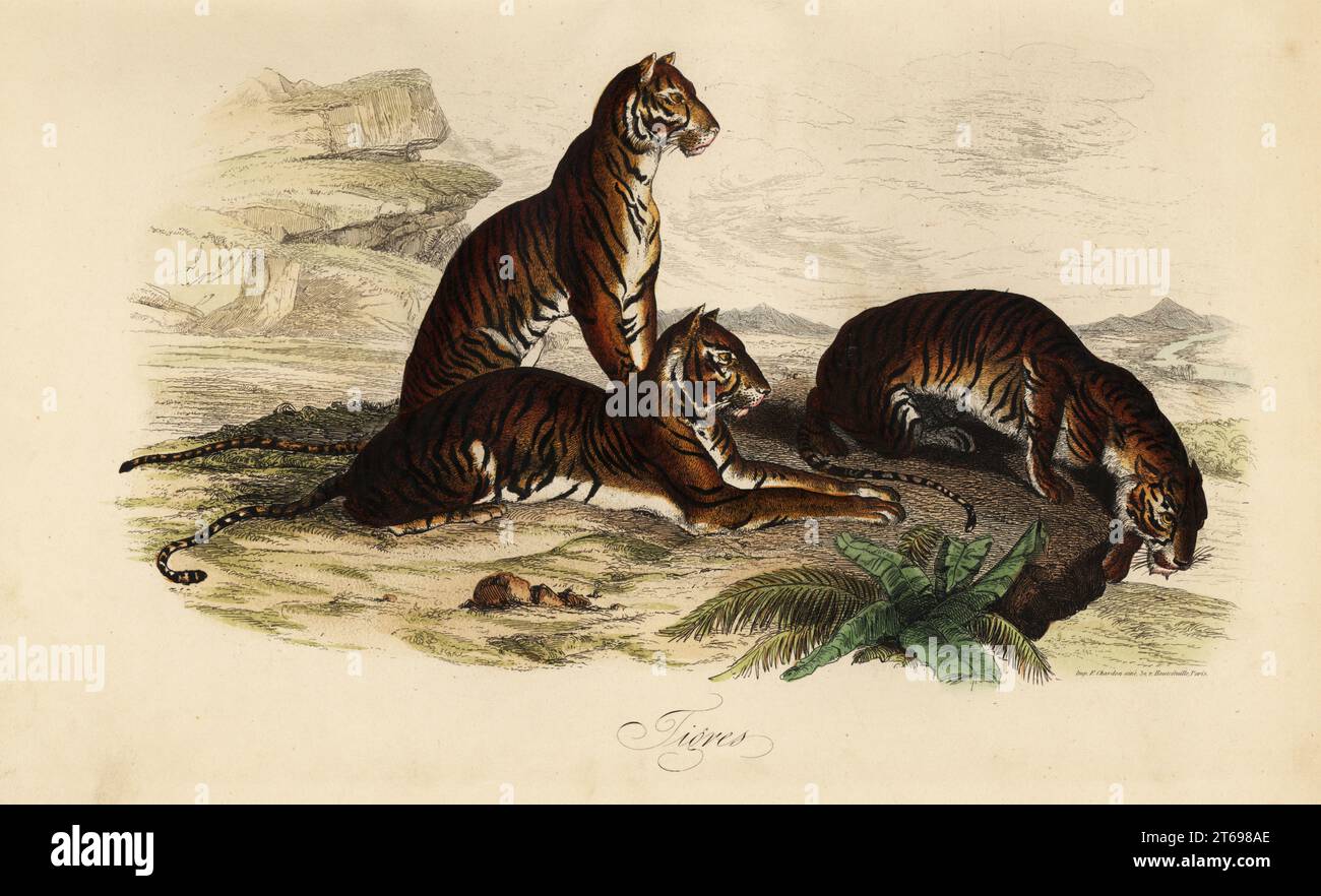 Tiger, Panthera tigris. Endangered. Tigres. Illustration copied from ...