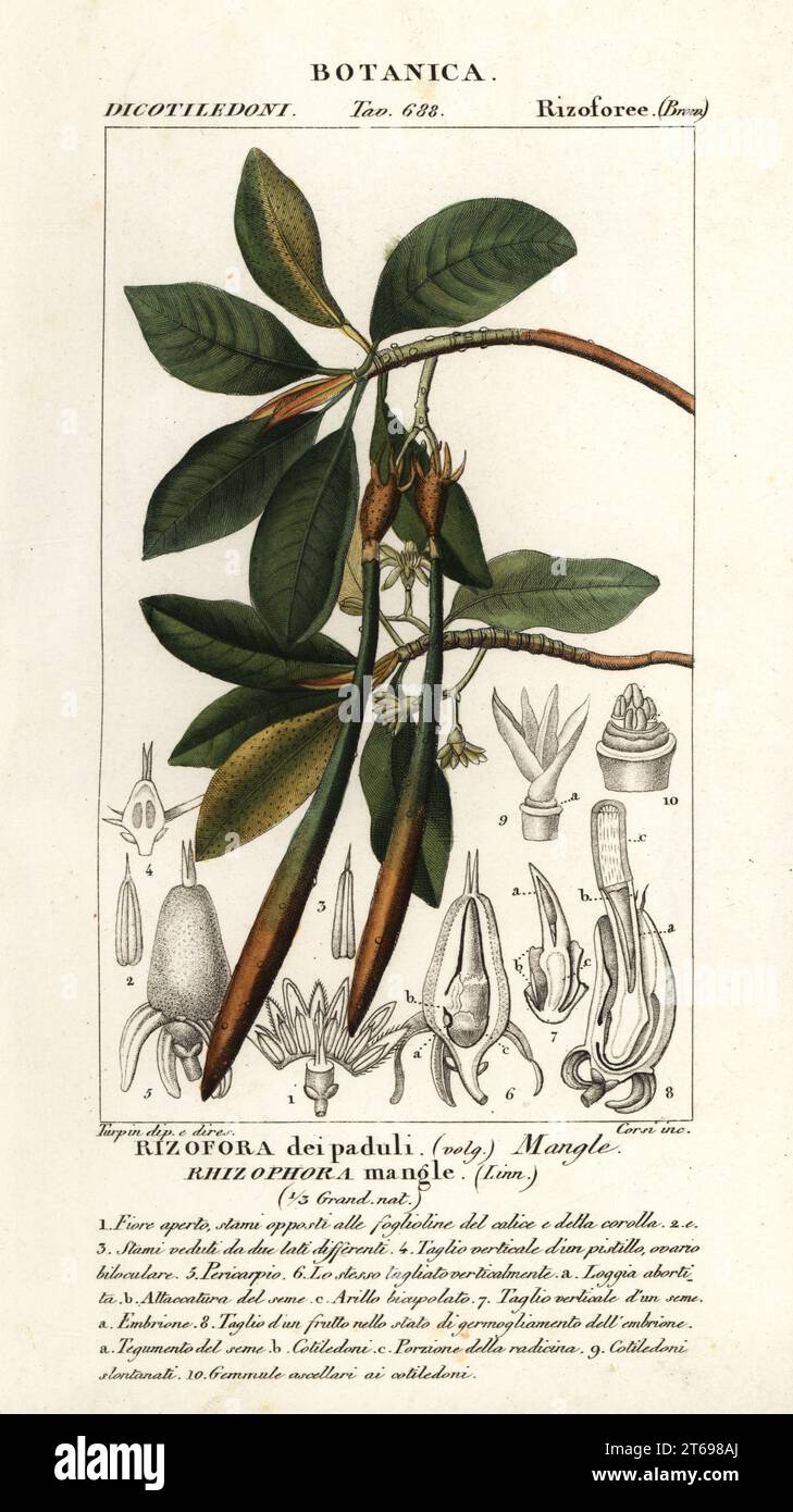 Planta de mangle hi-res stock photography and images - Alamy