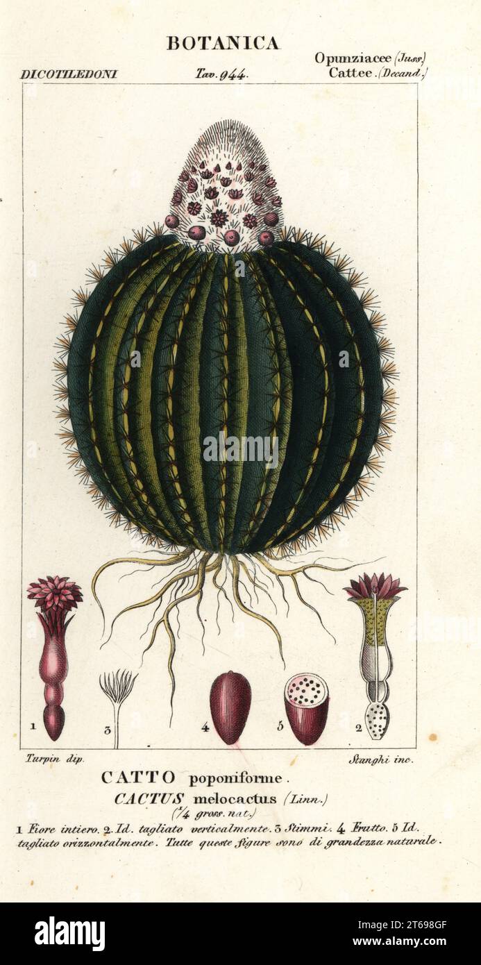 Planta de melon hi-res stock photography and images - Alamy