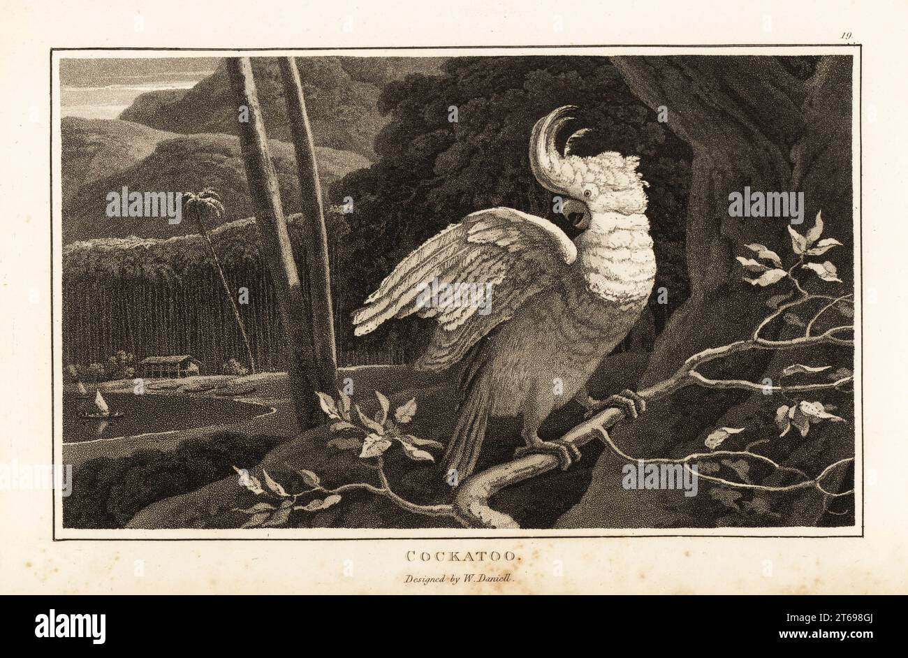 Salmon-crested cockatoo, Cacatua moluccensis, also known as the ...