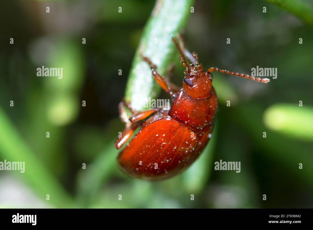 Leaf Beetle on Rosemary plant, Chrysolina Blanchei Stock Photo - Alamy