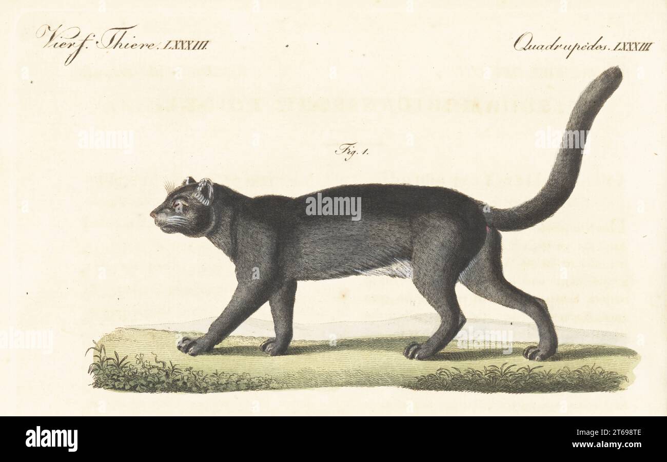 Jaguarundi, Herpailurus yagouaroundi. Wild cat native to South and ...