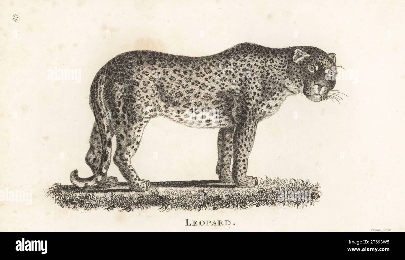 Leopard, Panthera pardus (Felis leopardus). Copperplate engraving by ...