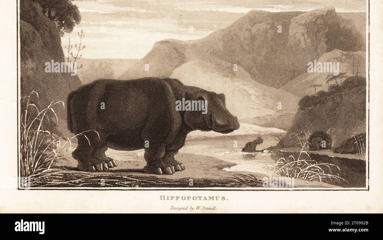 Hippopotamus, Hippopotamus amphibius, near a river in Africa. Aquatint ...