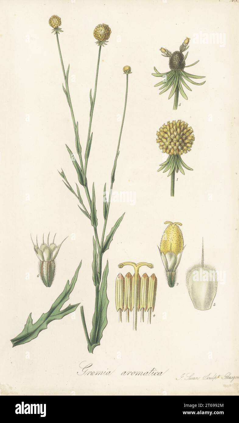 Callcott william hi-res stock photography and images - Alamy