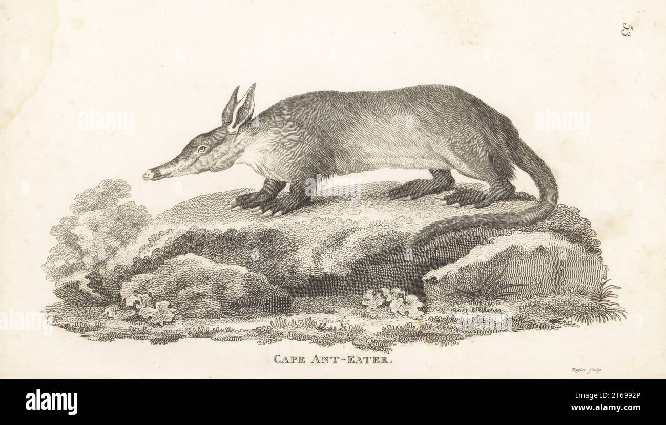 Aardvark, Orycteropus afer. Cape ant-eater, Myrmecophaga capensis ...